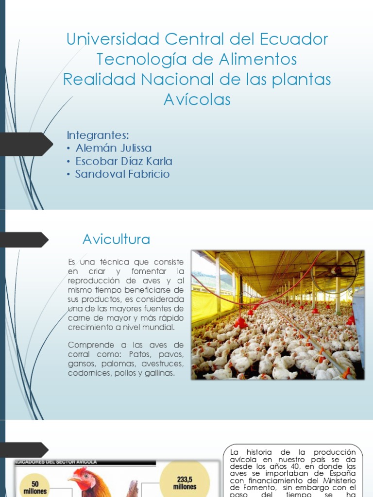 Plantas Avícolas | PDF | Pollo | Aves
