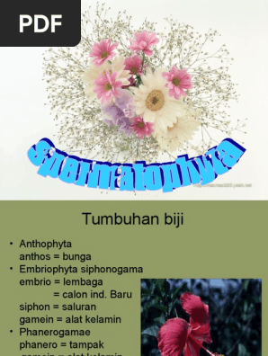 37+ Contoh Bunga Rozet yang Lagi Ngetrend - Informasi Seputar Tanaman Hias