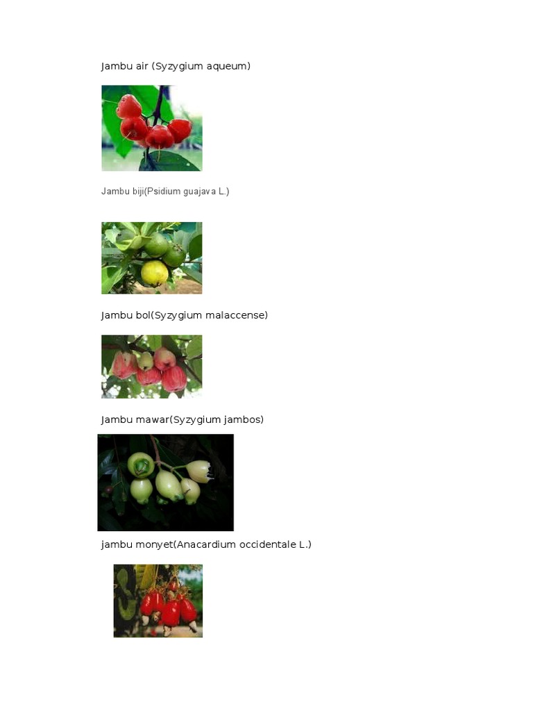 Jambu Air (Syzygium Aqueum) : Jambu Biji (Psidium Guajava L.) | PDF