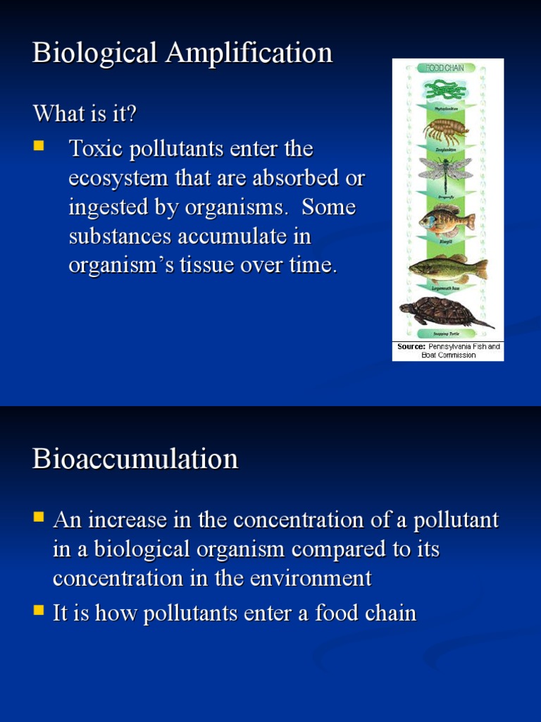 Biological Amplification | PDF | Environmental Science | Environmental ...
