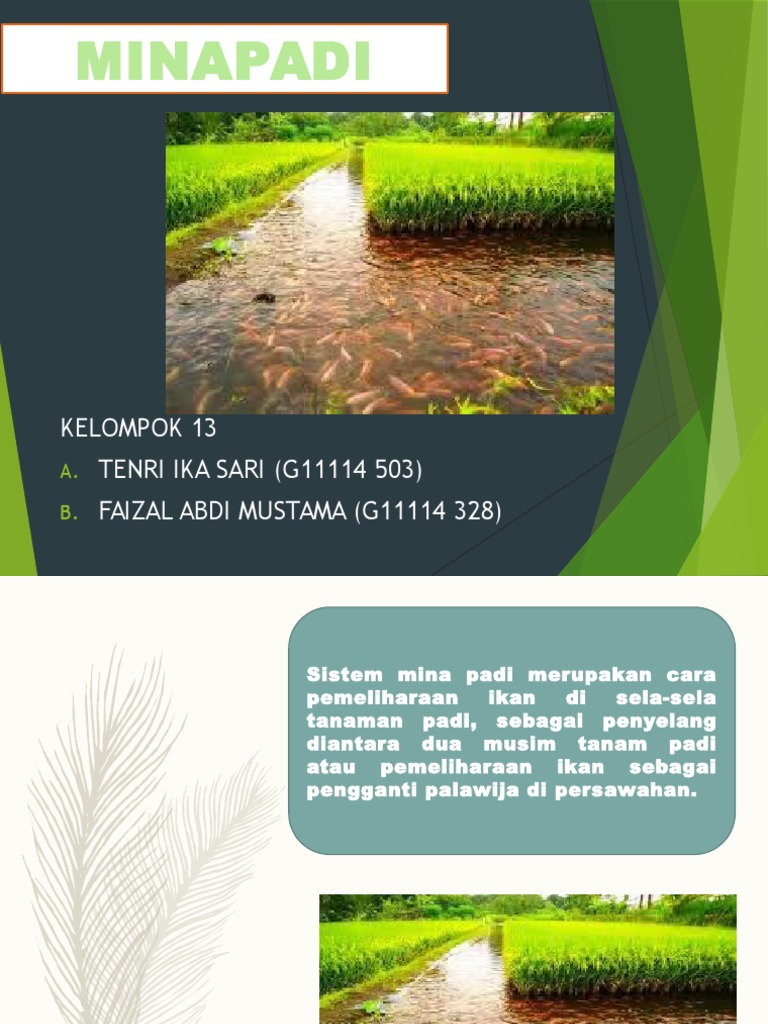 Minapadi | PDF | Teknologi & Rekayasa
