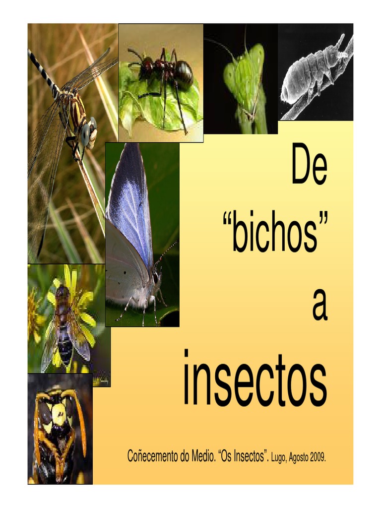 De Bichos A Insectos | PDF | Insectos | Mosca