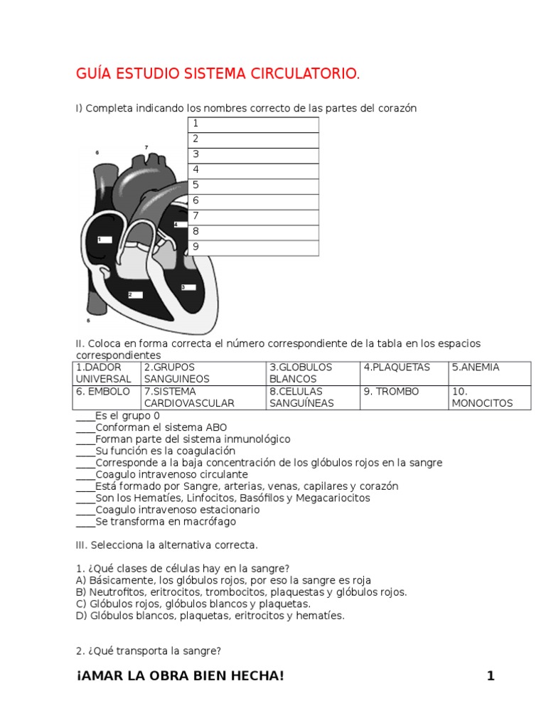 Guía Estudio Sistema Circulatorio | PDF | Sangre | Corazón