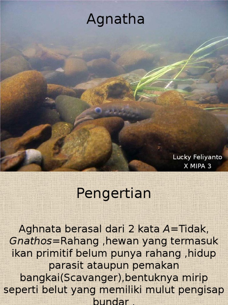 Agnatha | PDF