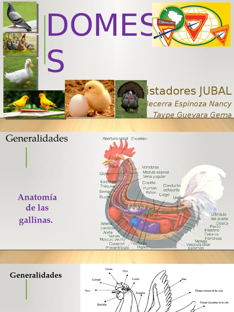 Aves Domesticas | PDF | Pollo | Aves