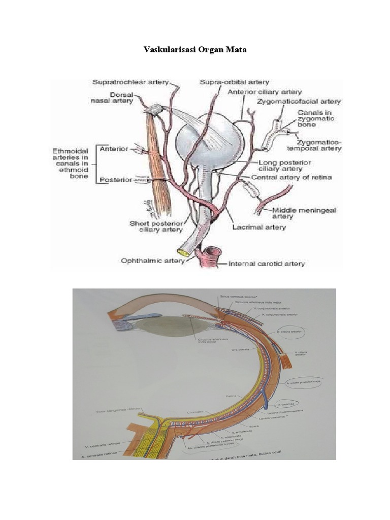 Vaskularisasi Dan Drainase Organ Mata Pdf 
