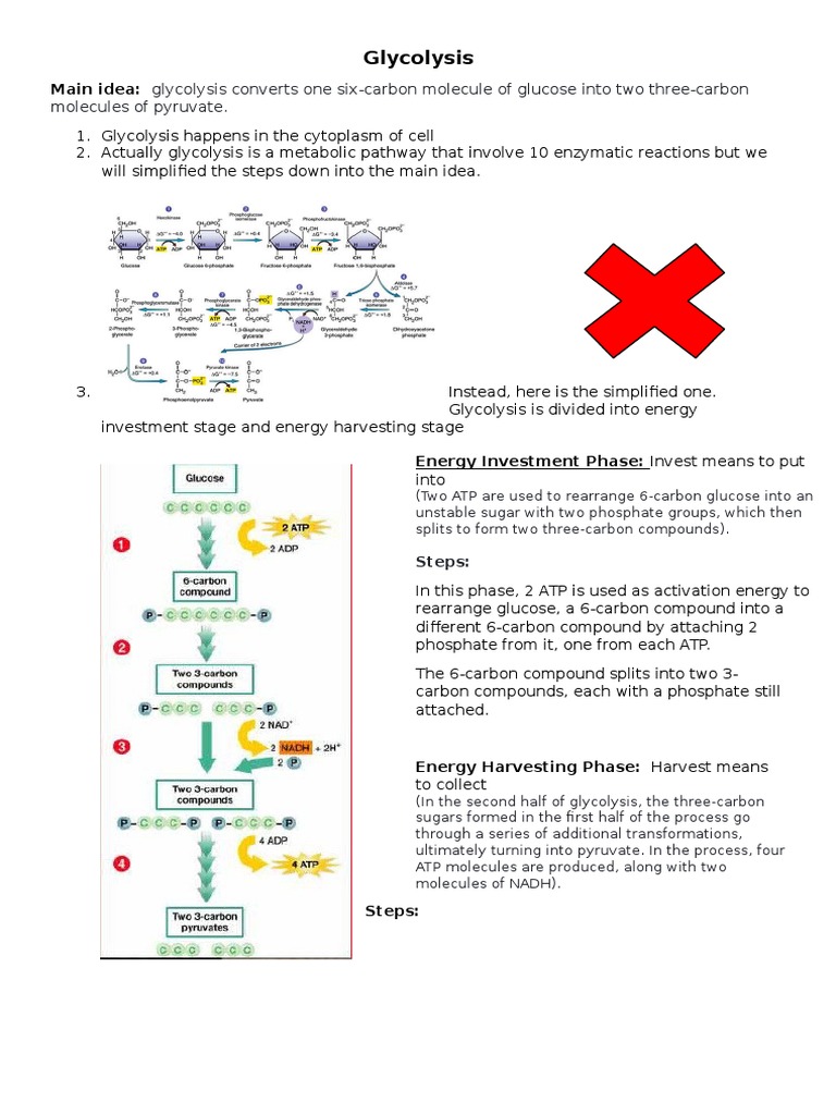 Glycolysis Summary | PDF | Glycolysis | Adenosine Triphosphate