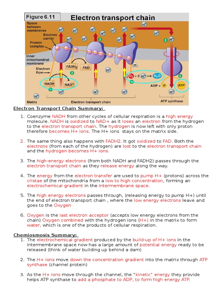 Electron Transport Chain Summary | PDF