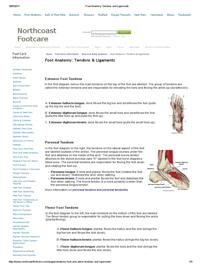 Foot Anatomy Tendons and Ligaments | PDF | Foot | Ankle
