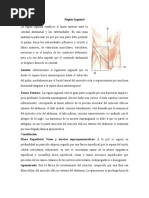 Anatomía de la Región Inguinocrural | PDF | Abdomen | Anatomía