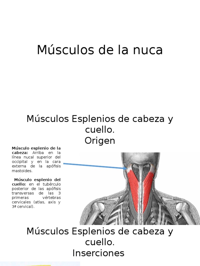 Músculos de La Nuca | PDF