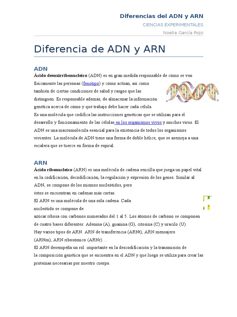 Diferencias Entre Adn Y Arn ADN | ARN .... Diferencia Entre ADN Y ARN