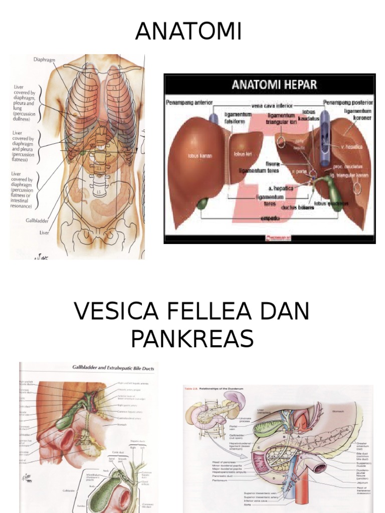 Anatomi Dan Histologi Dari Hepatobilier | PDF