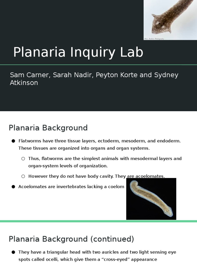 Planaria Inquiry Lab | PDF | Cell Biology | Life Sciences