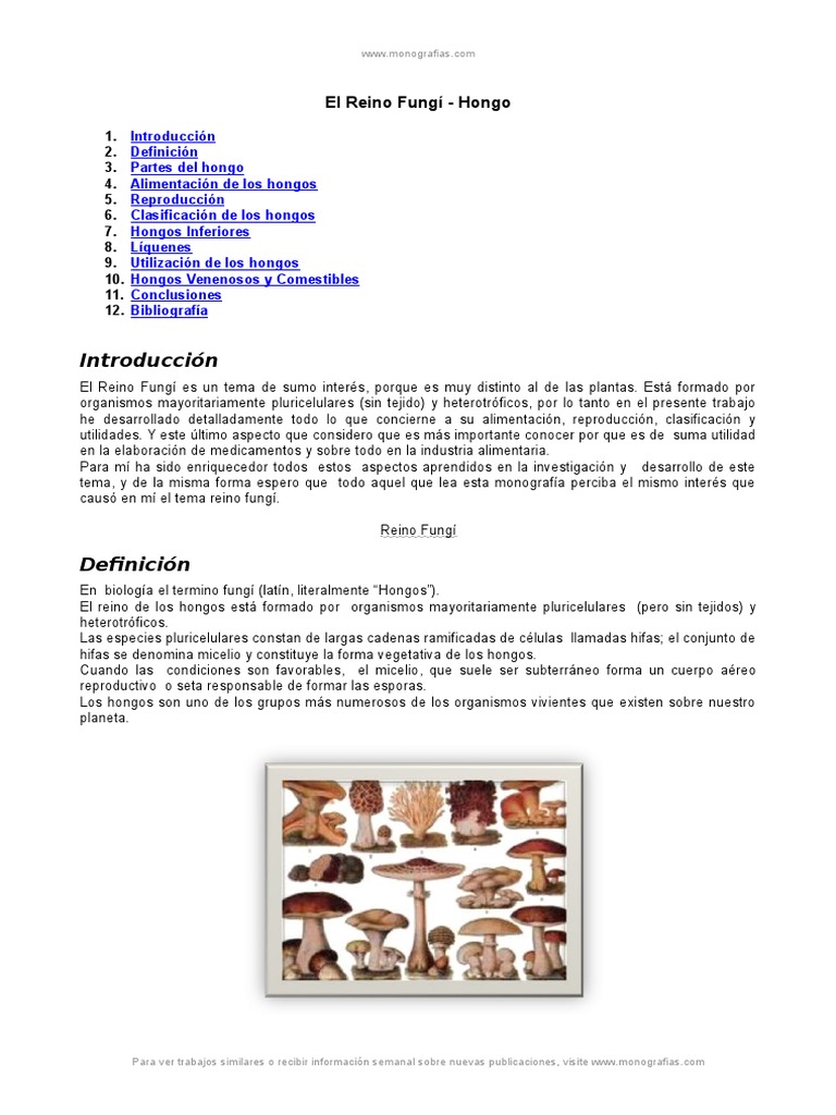Reino Fungi Hongo | PDF | Hongo | Biología