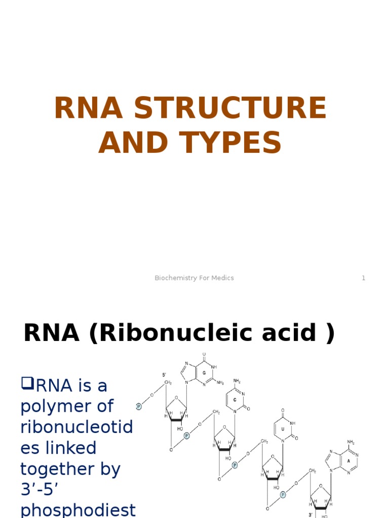 RNA Structure and Types | PDF | Ribosomal Rna | Rna