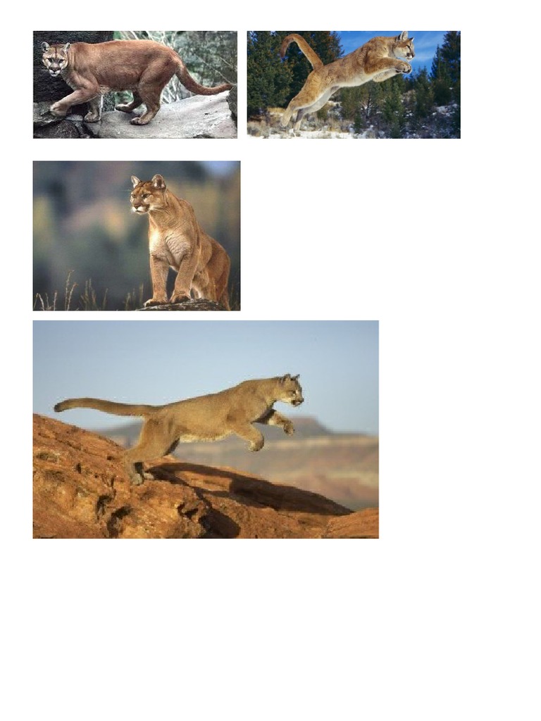 Puma | PDF | Puma | Chile