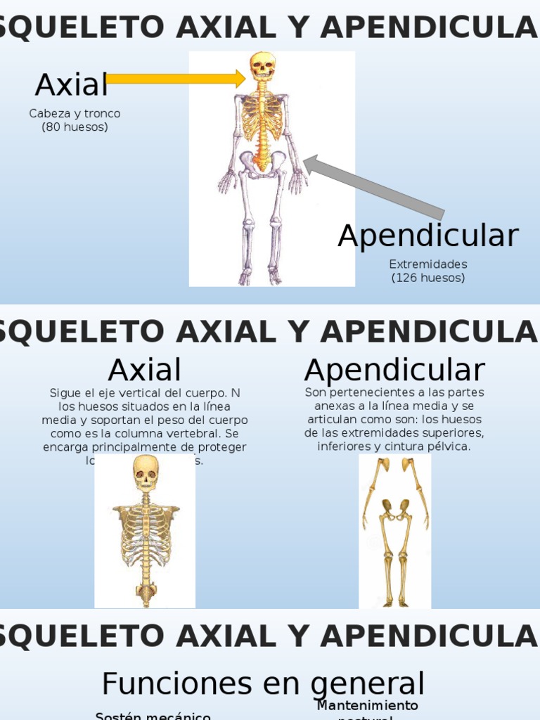 Esqueleto Apendicular