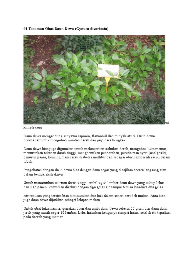 1 Tanaman Obat Daun Dewa | PDF