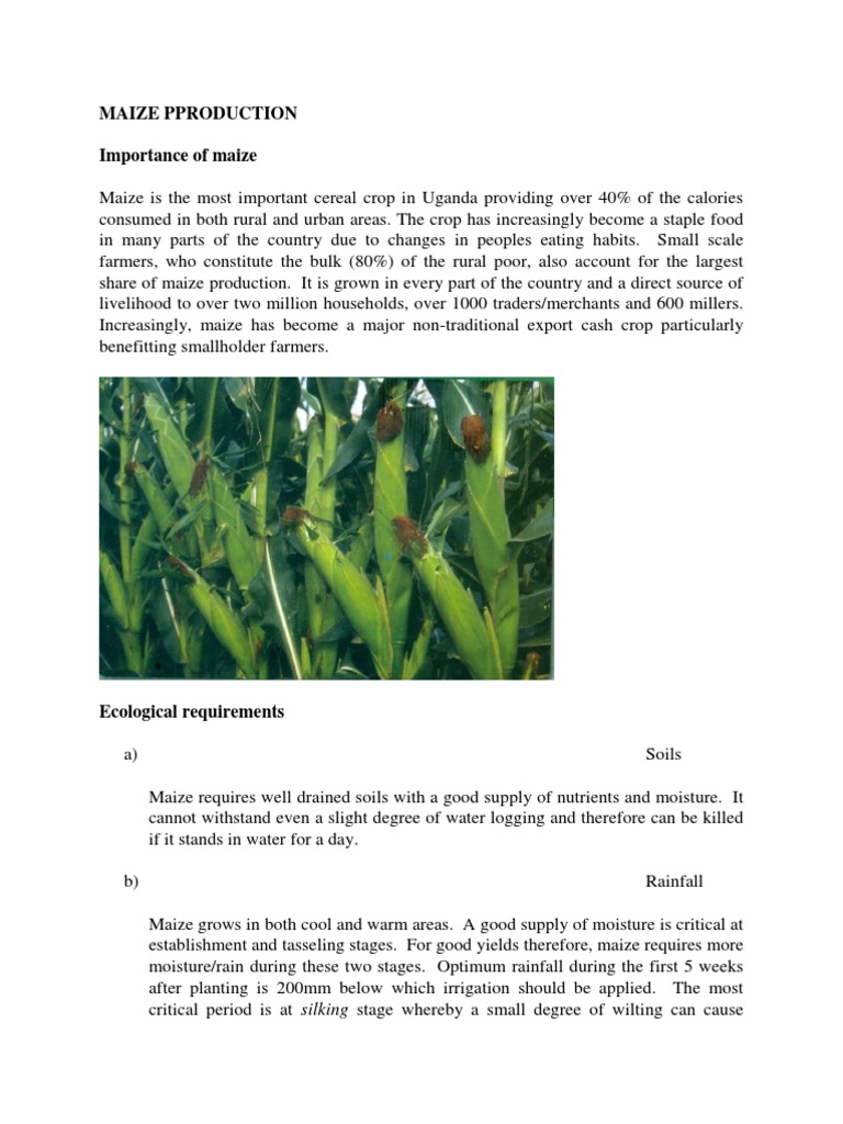Maize Production Guide for Uganda | PDF | Maize | Fertilizer