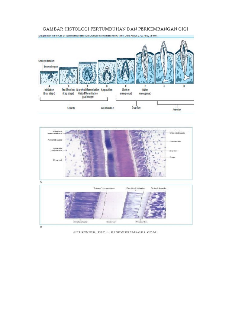 Histologi Bell Stage | PDF