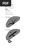 Informe De Ecografía Doppler Venoso De Miembros Inferiores Pdf