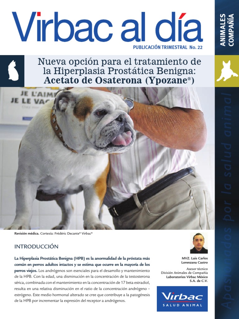 Prostata Perro PDF | PDF | Testosterona | Cancer de prostata