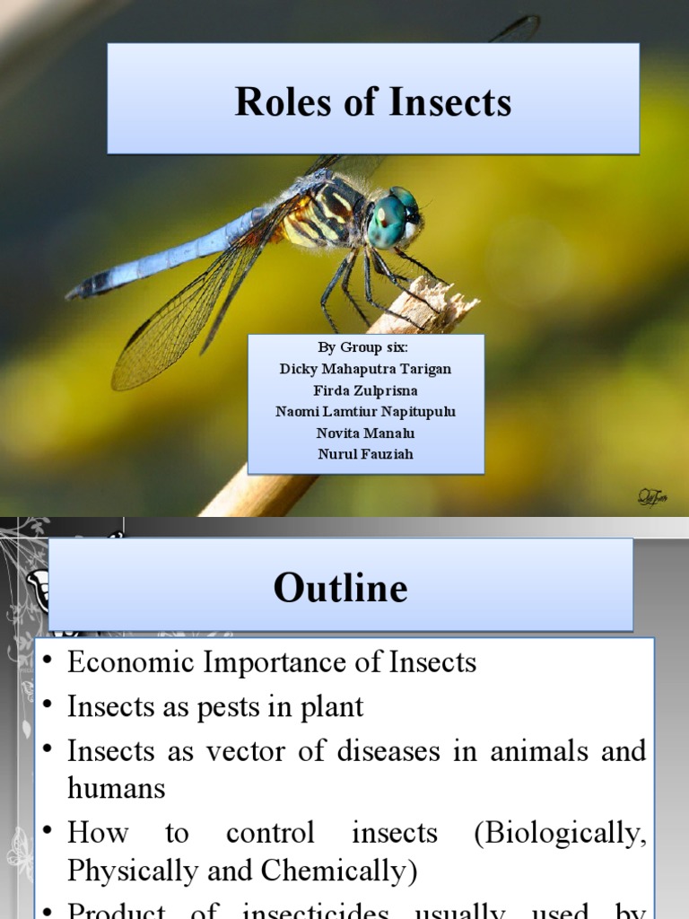 Roles of Insects for Human | Insects | Wasp