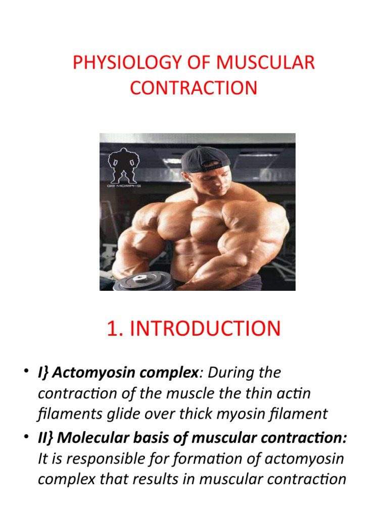 Muscle Contraction Physiology Guide | PDF | Clinical Medicine | Muscle ...