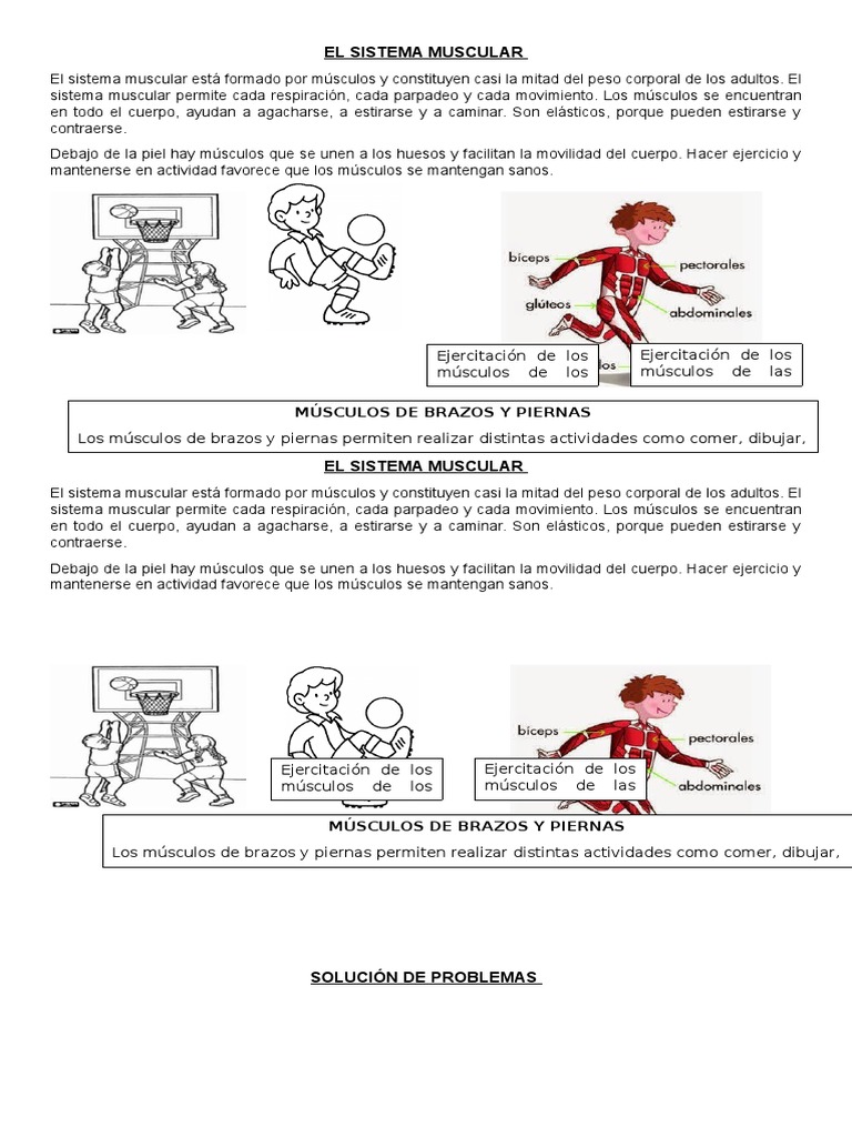 El Sistema Muscular