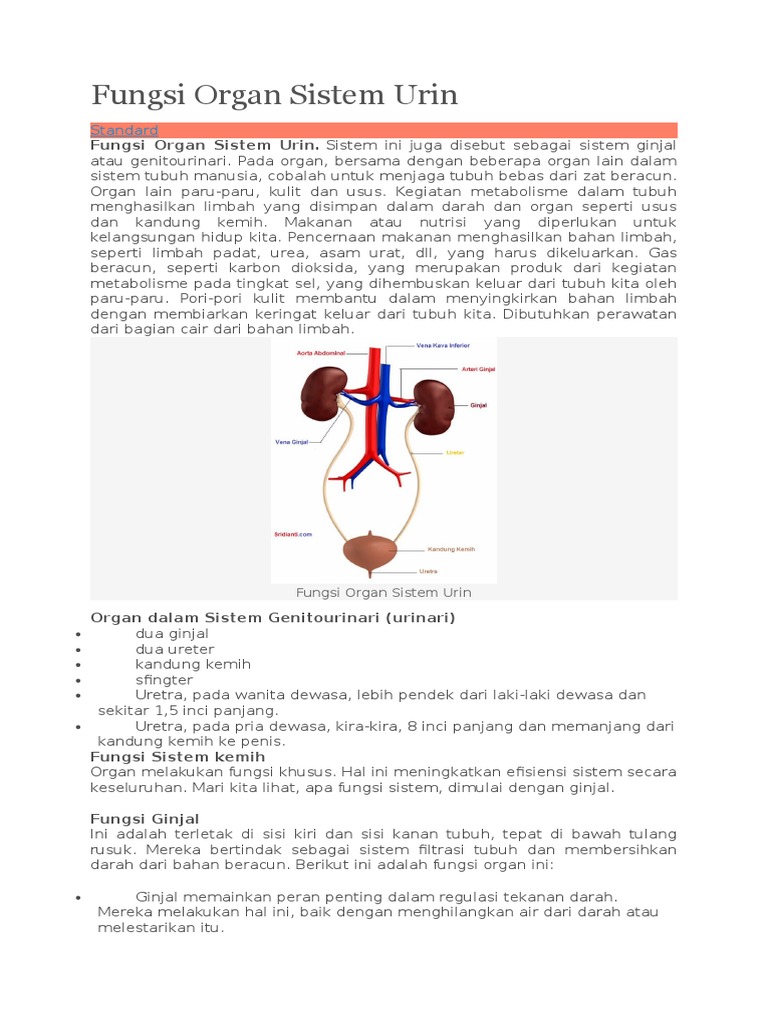 Fungsi Sistem Urin Manusia | PDF