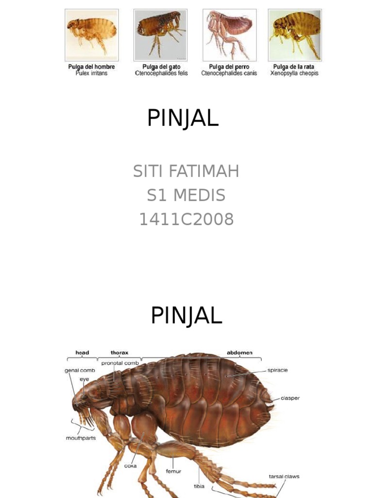 Pinjal | PDF | Griya & Taman | Kesehatan Holistik