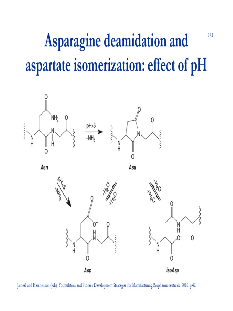 Asparagine Deamidation and Aspartate Isomerization: Effect of PH | PDF ...