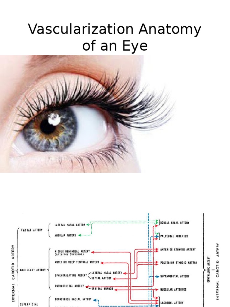 Vascularization Anatomy of An Eye | PDF