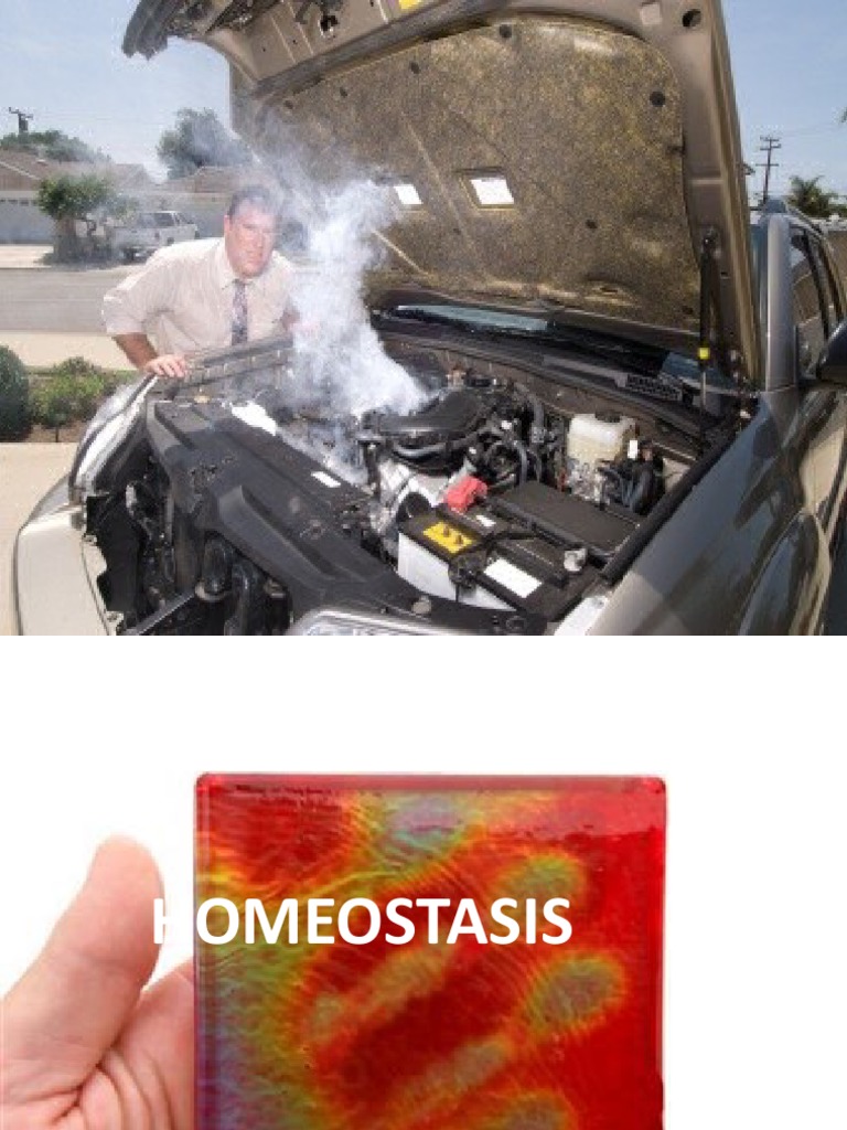 Homeostasis Fakyu | PDF | Liver | Kidney