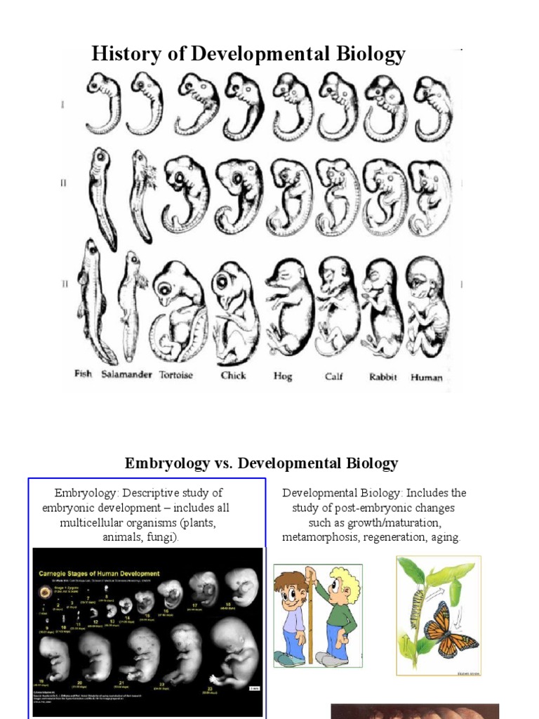 History of Developmental Biology | PDF | Developmental Biology | Model ...
