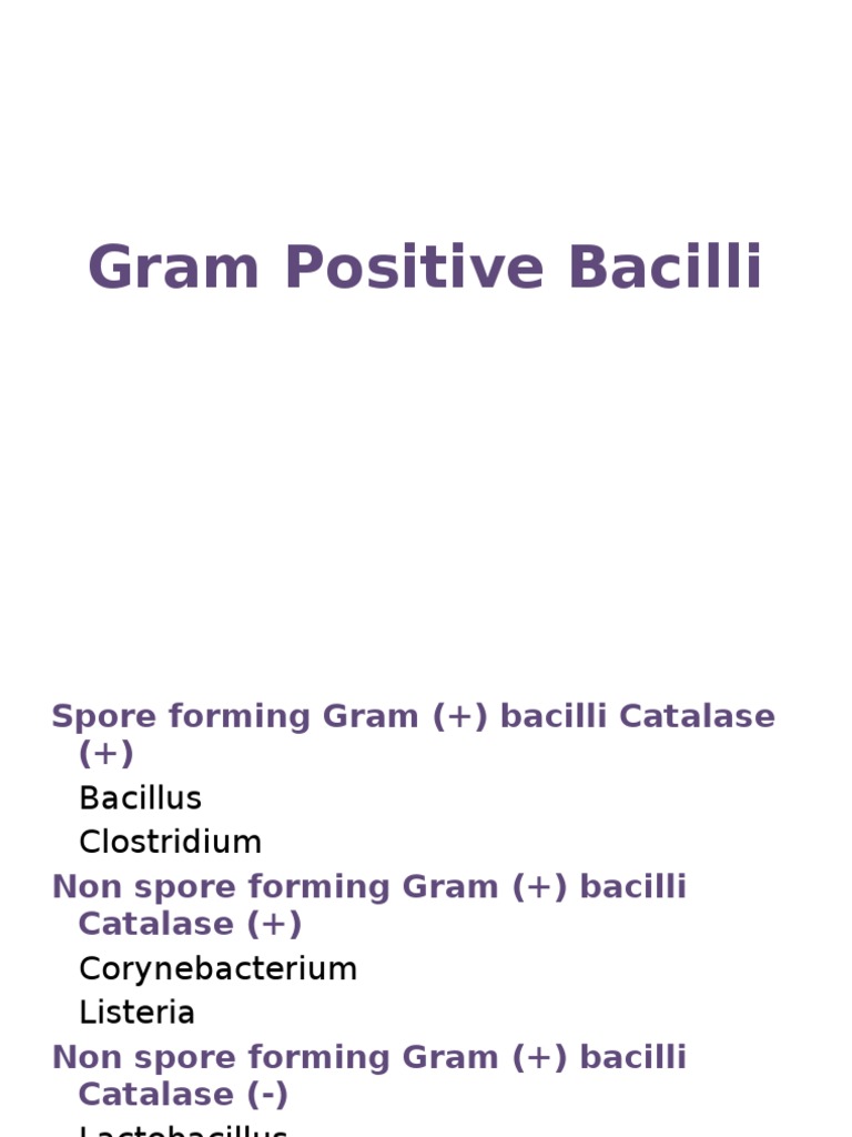 04 Gram Positive Bacilli | Anthrax | Bacillus