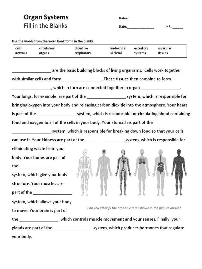 Organ Systems Cloze Read | PDF