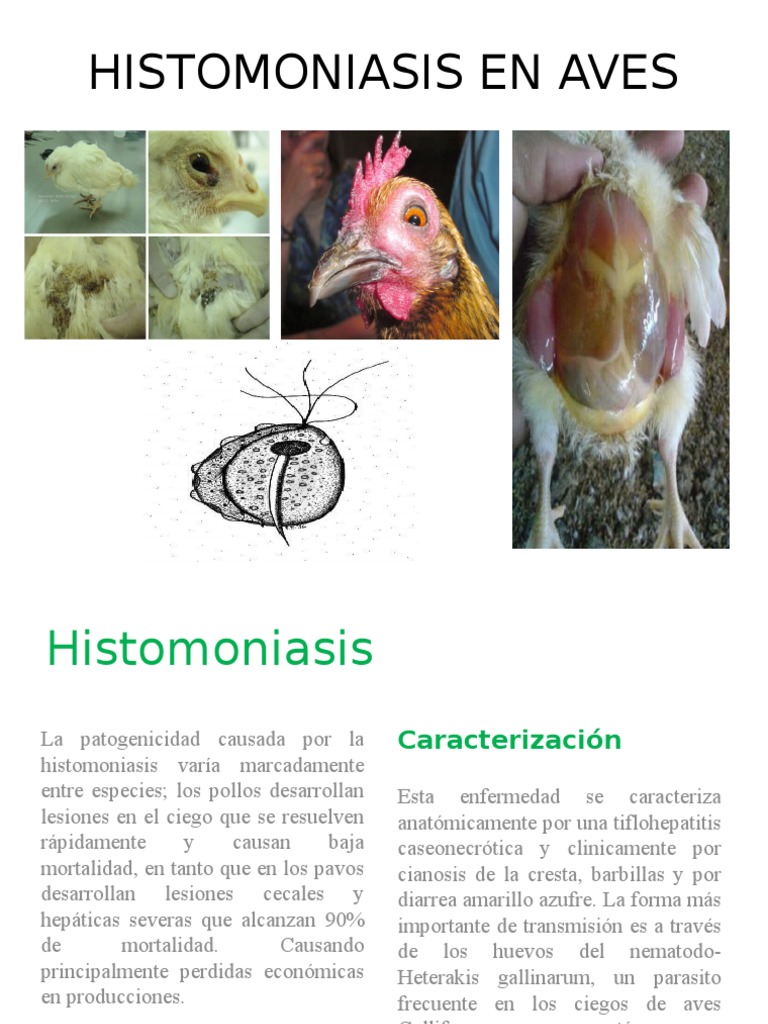 Histomoniasis en Aves | Salud pública | Medicina