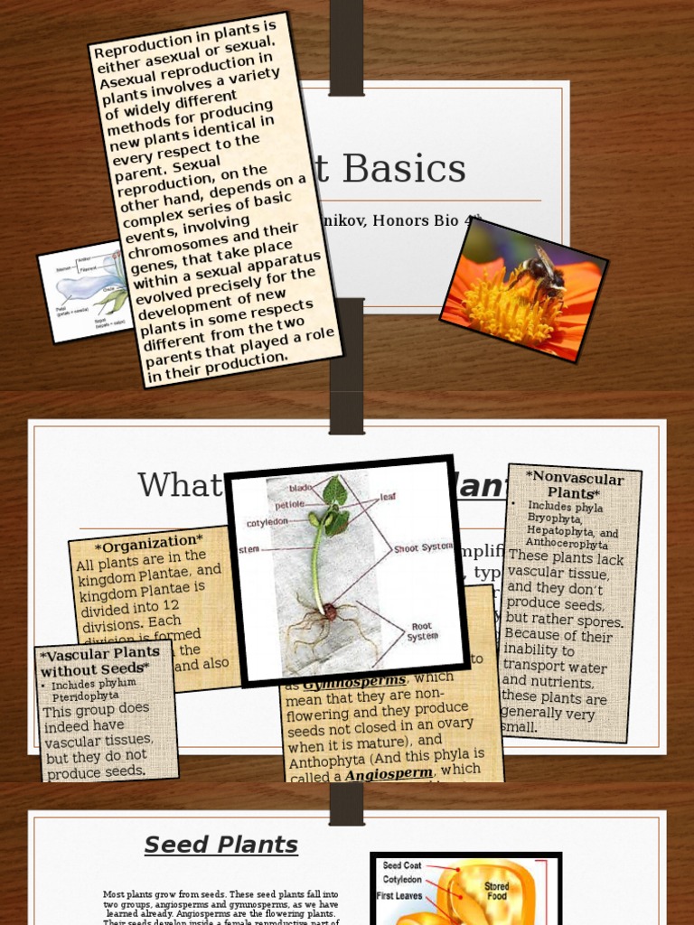 Plant Basics: Nikolai Kuvshinikov, Honors Bio 4 | PDF | Petal | Seed