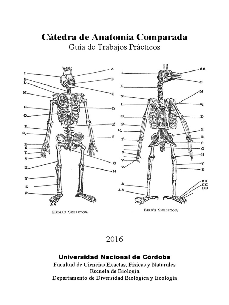 Anatomía comparada.pdf | Vertebrados | Evolución