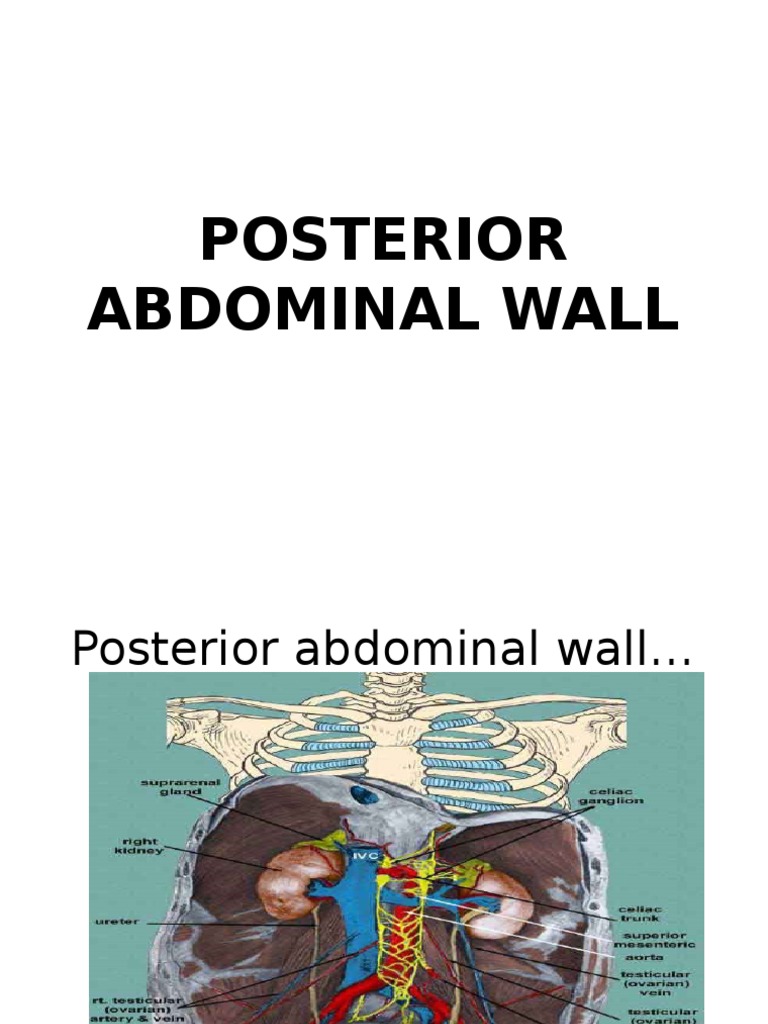 Lecture 11 Posterior Abdominal Wall | PDF | Abdomen | Aorta