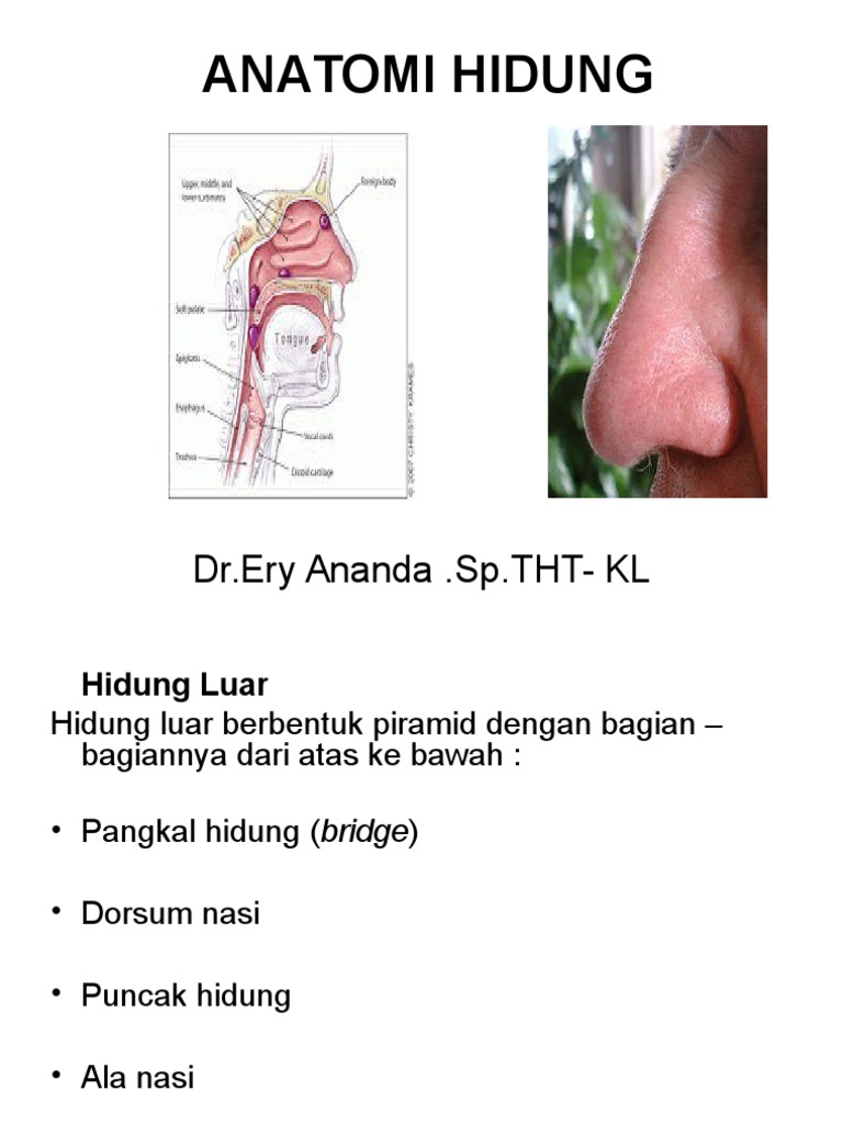 Anatomi Hidung | PDF
