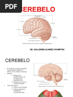 Lobulo de La Insula | PDF | Corteza Insular | Lóbulo temporal