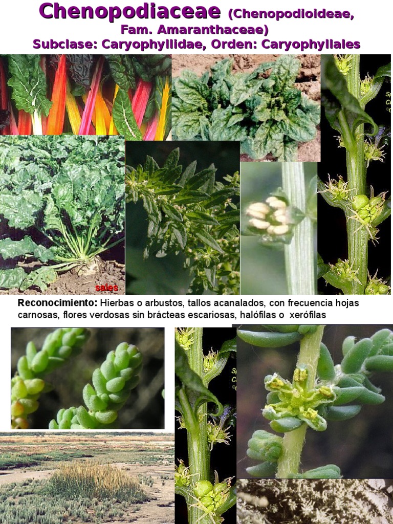 Chenopodiaceae | Quinua | Horticultura y jardinería