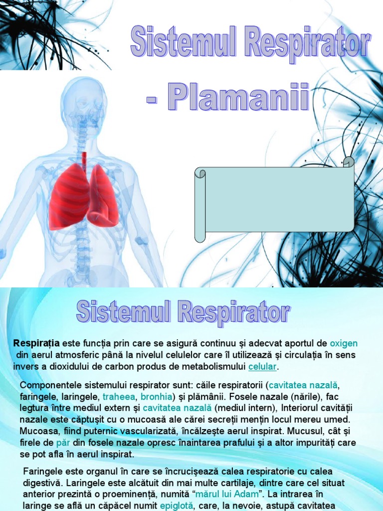 Sistemul Respirator, Plamanii