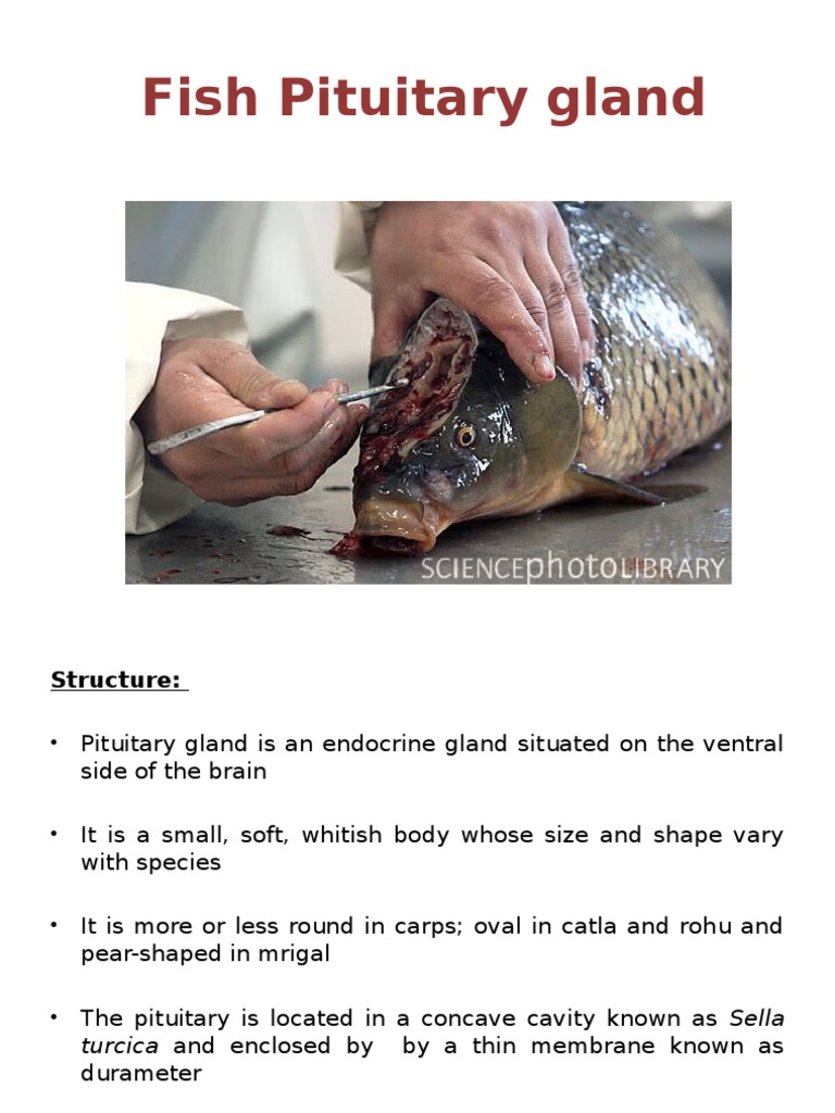 Fish Pituitary Gland: Structure & Use | PDF | Pituitary Gland | Ethanol