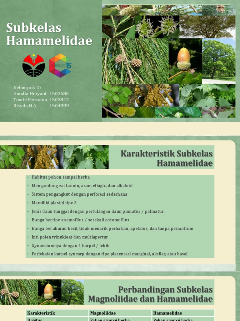 Karakteristik Subkelas Hamamelidae | PDF | Griya & Taman | Kesehatan ...