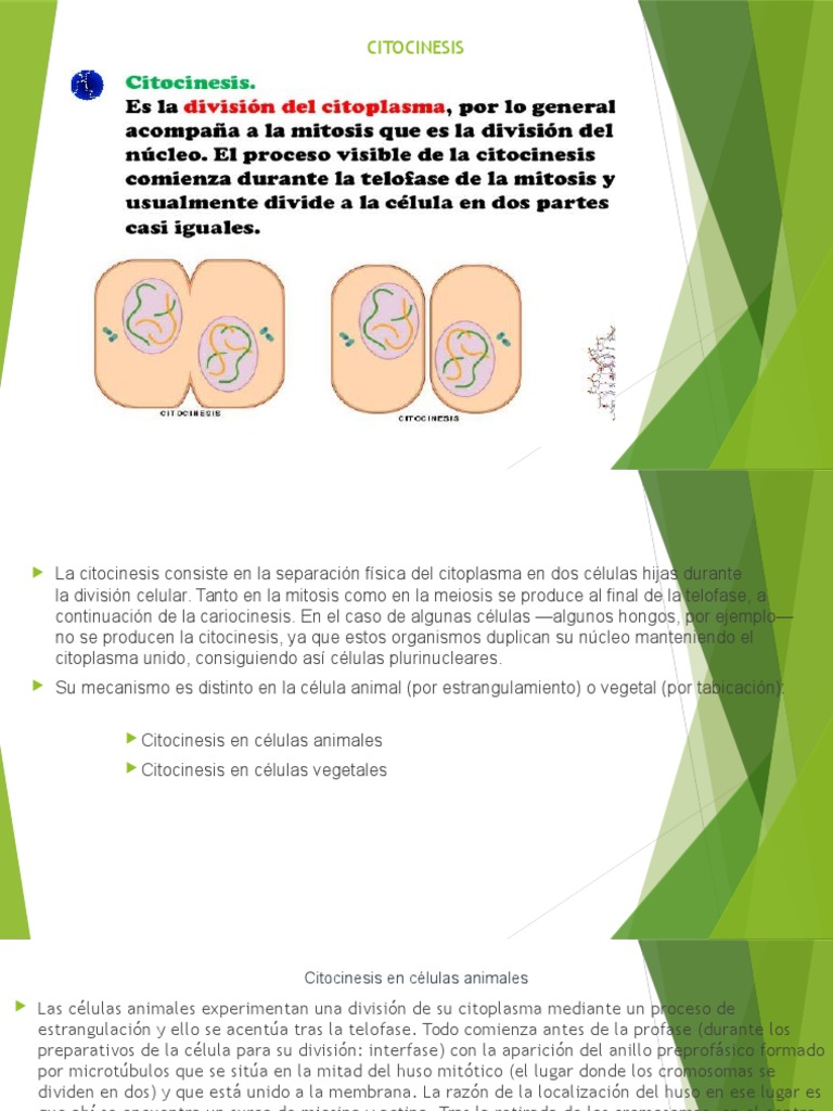 Citocinesis | Mitosis | Célula (Biología)