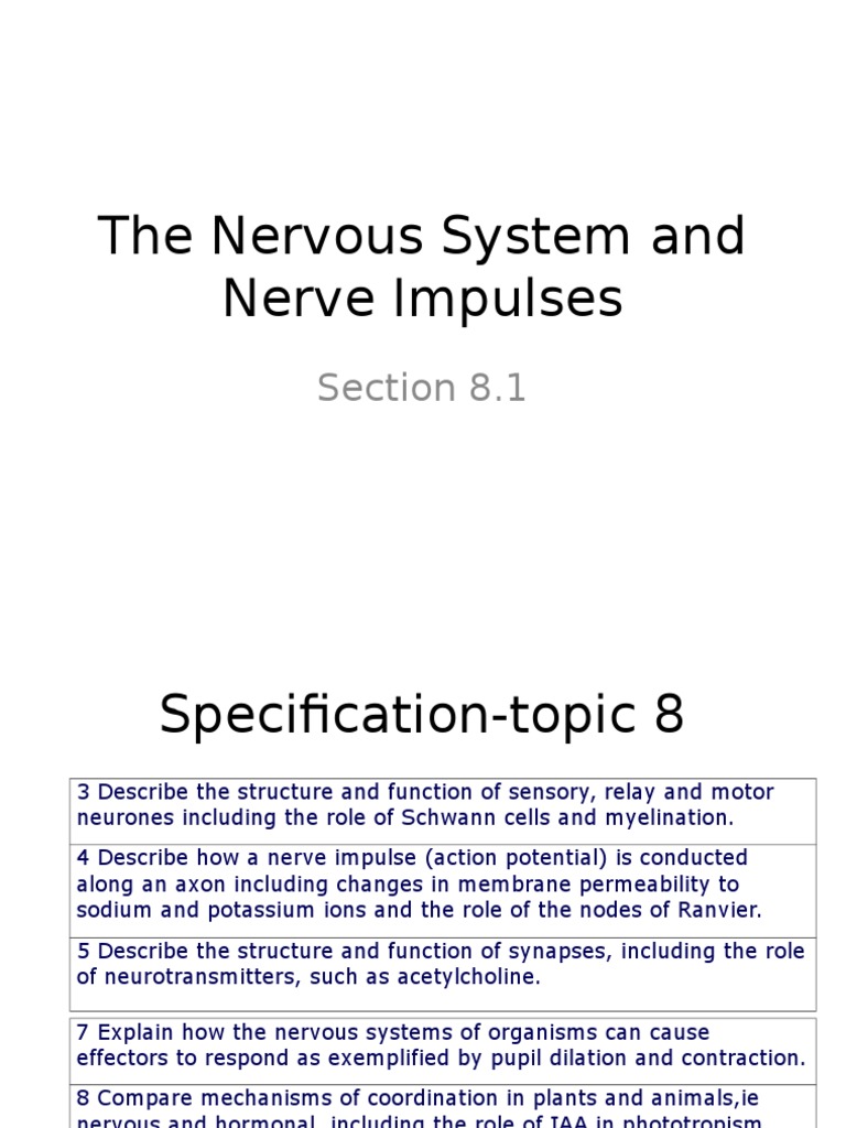 Anatomy and Function of Nerve Impulses | PDF | Action Potential ...